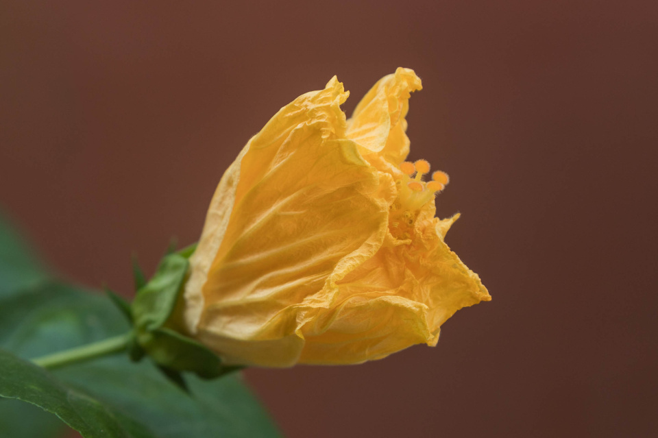 Flower Friday - Shriveled | rsdphotography | Blipfoto