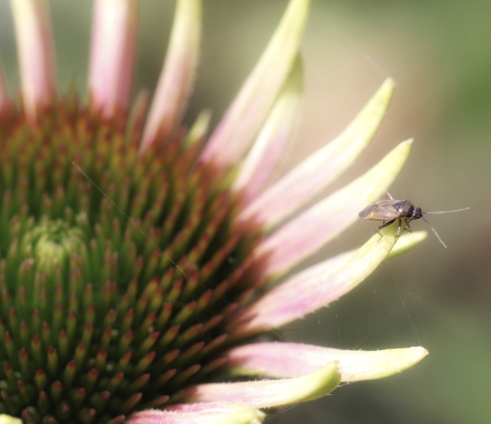 Not another bug | cathy1947 | Blipfoto
