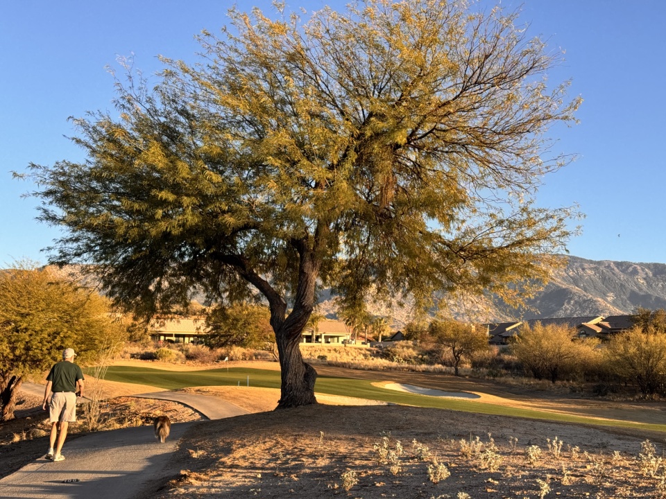 Evening Walk on #11 | Kathee | Blipfoto