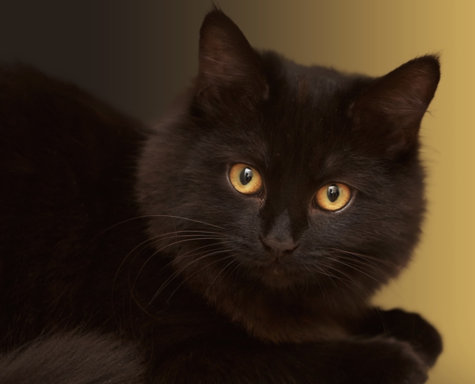 Cute | Pixelstate | Blipfoto