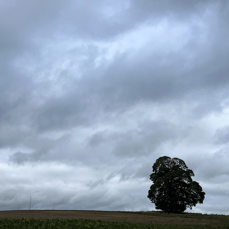 Stormy Tree | Hillyblips | Blipfoto