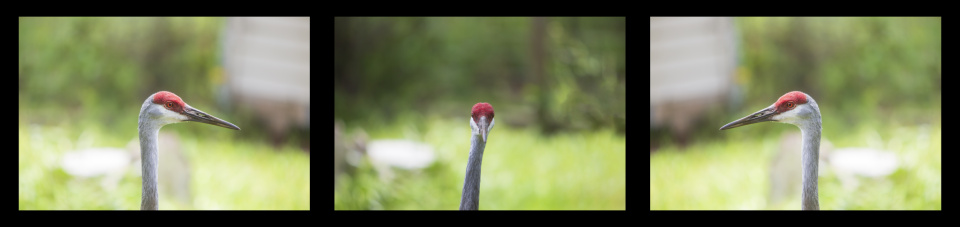 Sandhill Collage | bugsman | Blipfoto