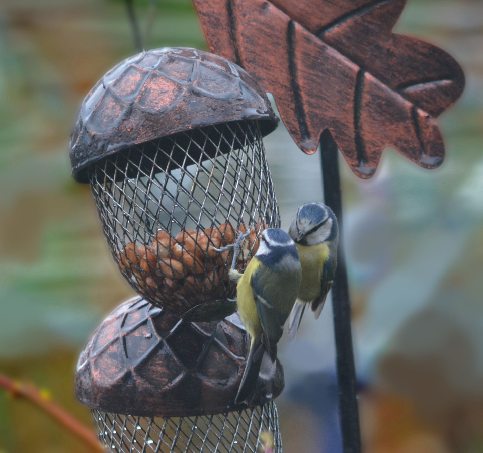 Breakfast before the storm | Missycat | Blipfoto