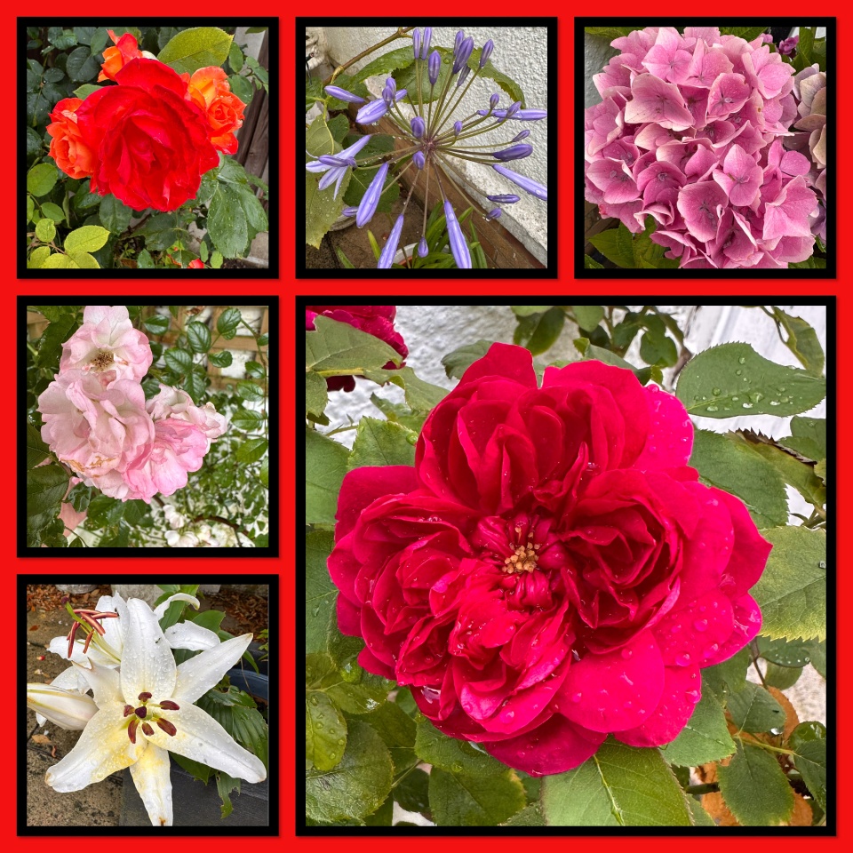 Courtyard flowers | Lala | Blipfoto