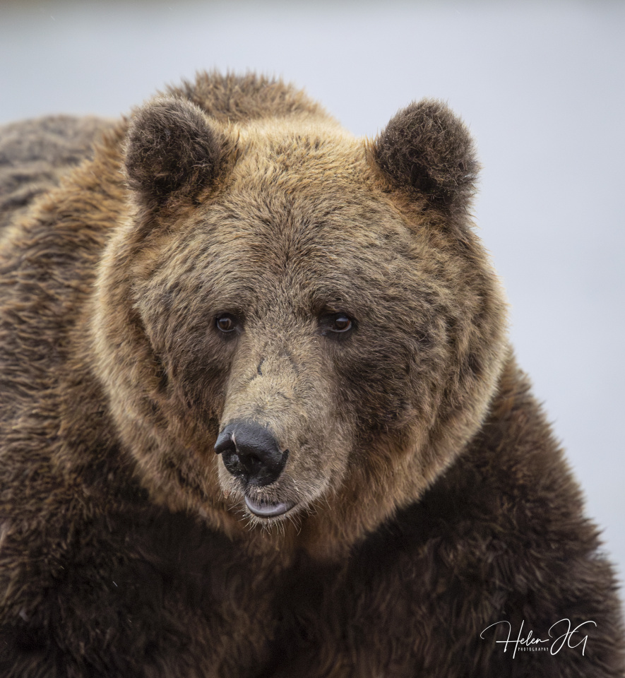 Portrait of a bear | HelenJG | Blipfoto
