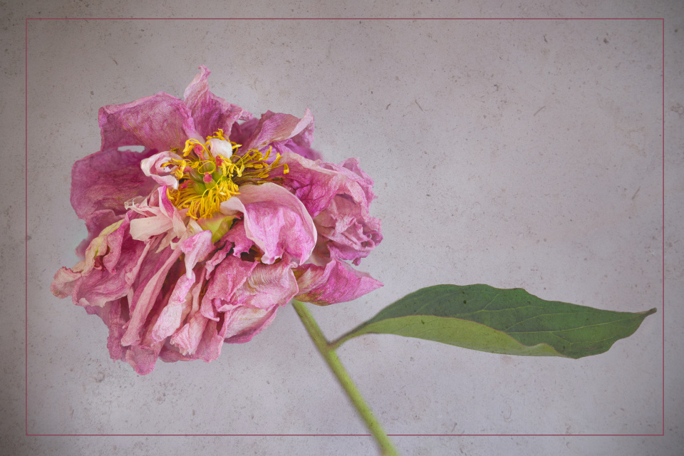 Fading peony | NickyR | Blipfoto