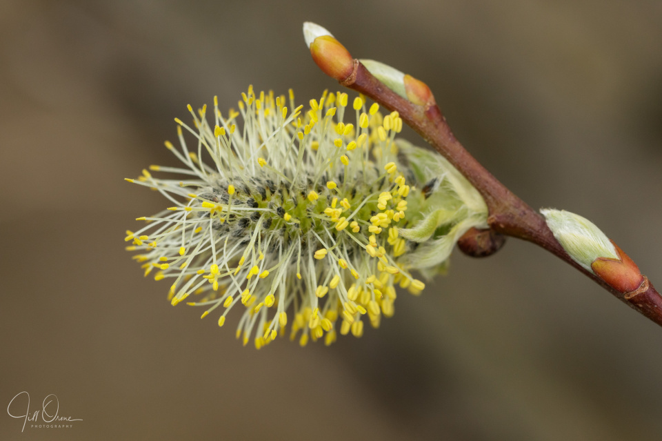 Sallow | JDO | Blipfoto