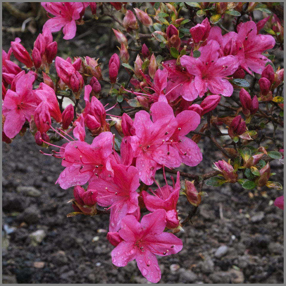 Azalea | Terrifo | Blipfoto