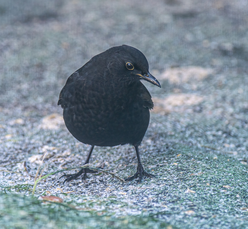 Frosty day | DarkEyedMary | Blipfoto