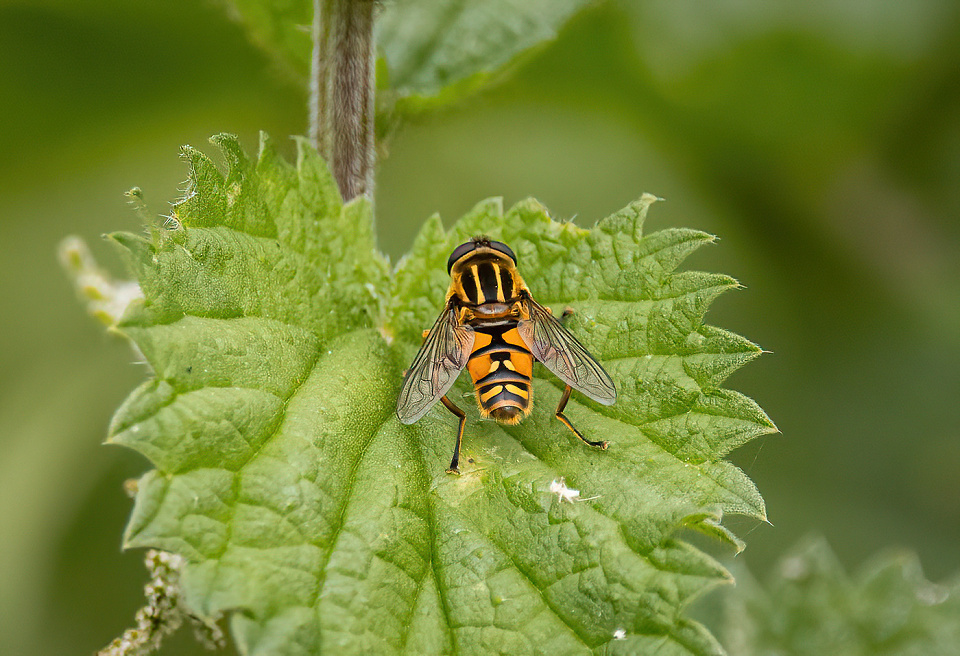 Sun fly | Diane2104 | Blipfoto