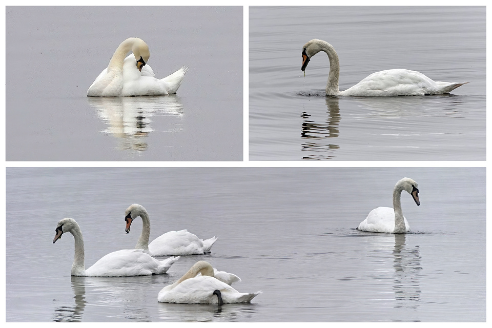 These swans have been in... | marpaul | Blipfoto