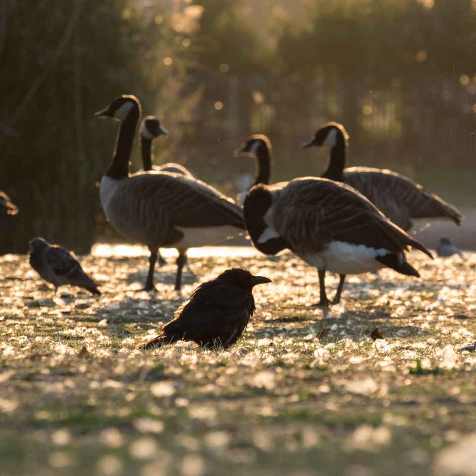 Grumpy crow | spannarama | Blipfoto