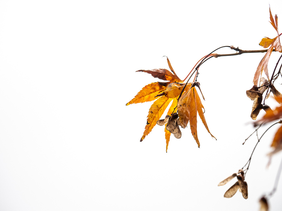 Autumn | AH14 | Blipfoto