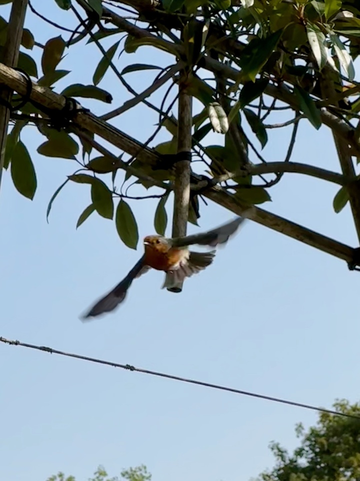 Robin | Amanda_T | Blipfoto