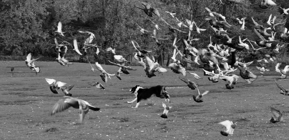 Chasing pigeons in the park | Adrian2912 | Blipfoto
