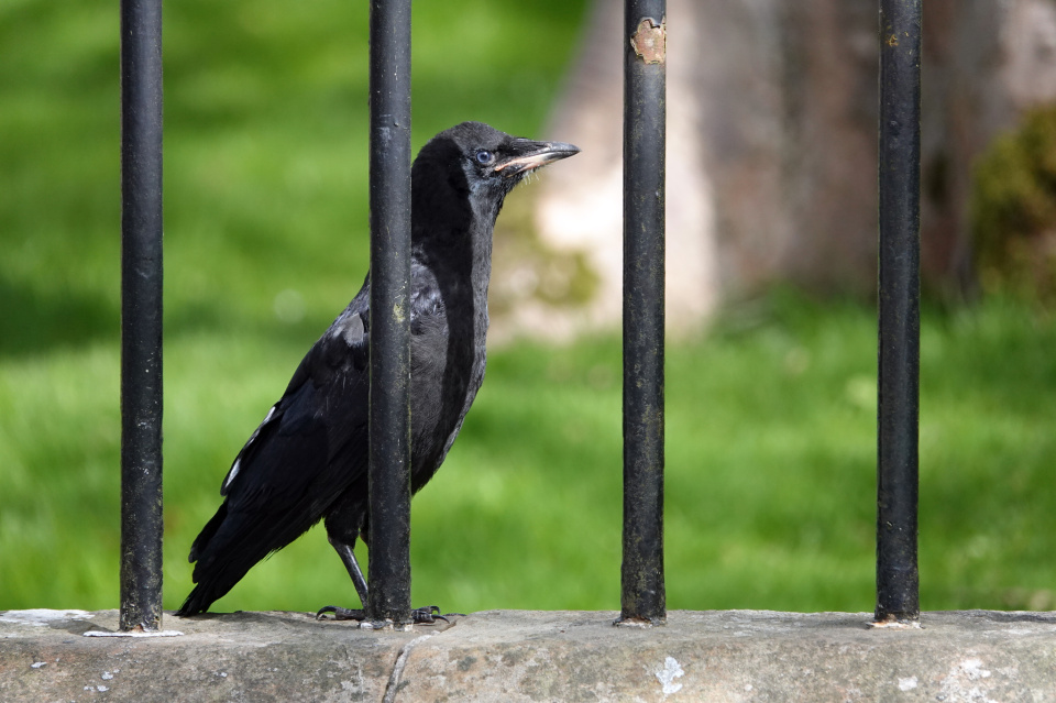 Young Rook | Orc2009 | Blipfoto