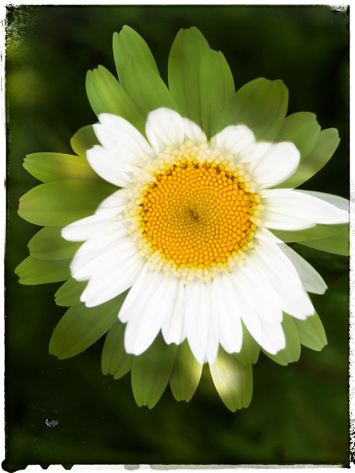 Daisy | K9tam | Blipfoto