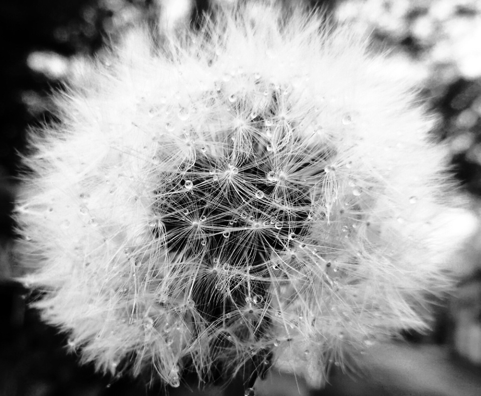 Time flies | HareBrain | Blipfoto