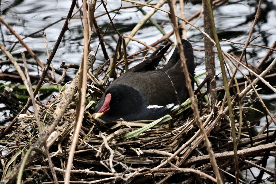 Nesting Moorhen | CraigD | Blipfoto