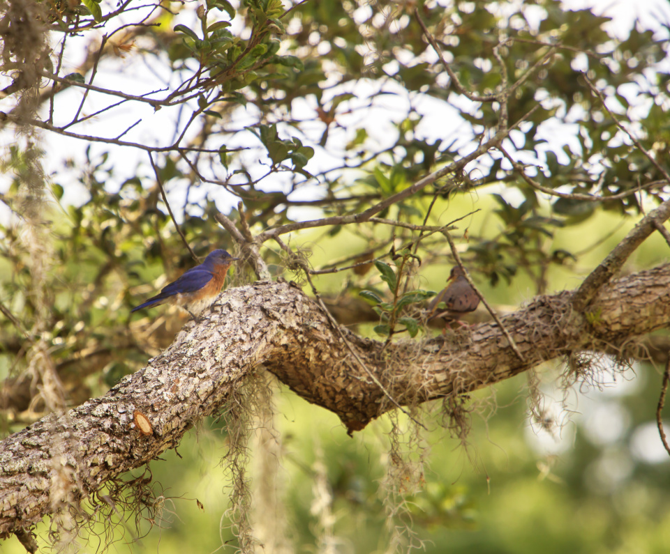 Bluebird | bugsman | Blipfoto
