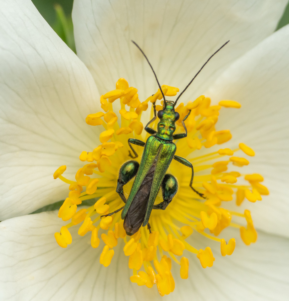 TT: Bug (Green but maybe a touch of purple!) | davidc | Blipfoto