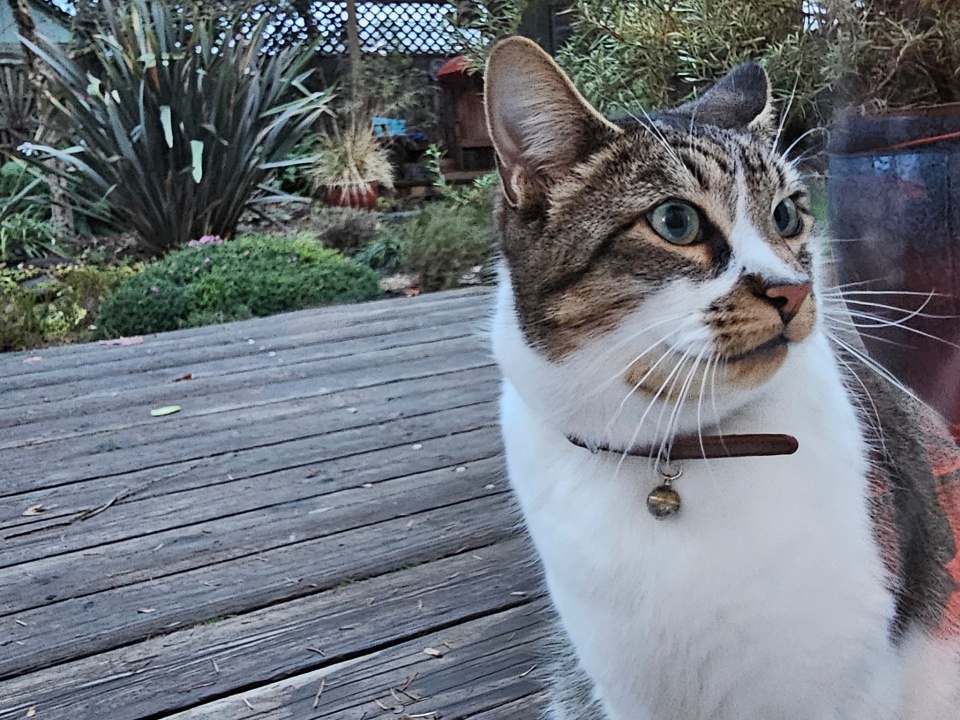 Buddy the cat | RonaldBerry | Blipfoto