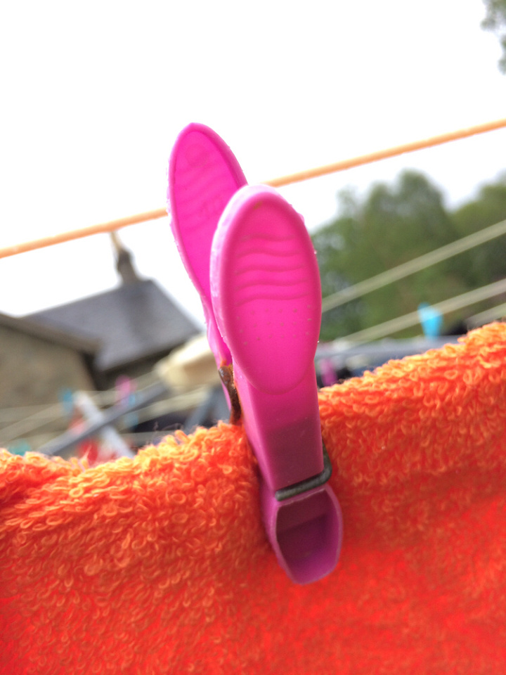 Pink peg on ... | Opuntia | Blipfoto