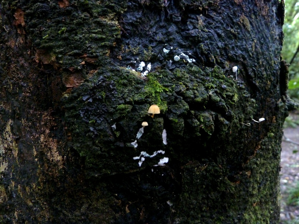 Nature's miniature world.. | nangee | Blipfoto
