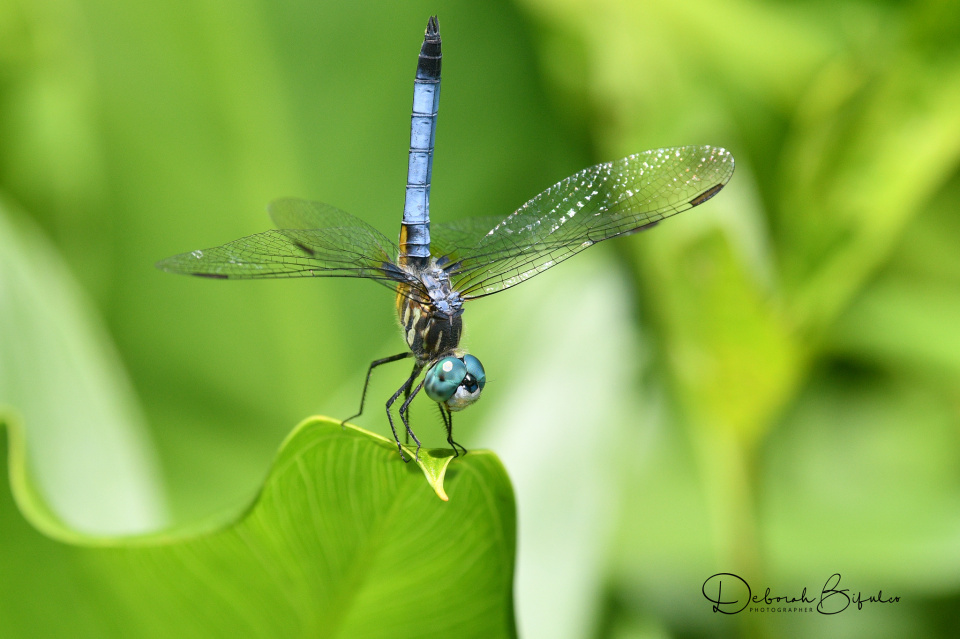 Handstands | dbifulco | Blipfoto