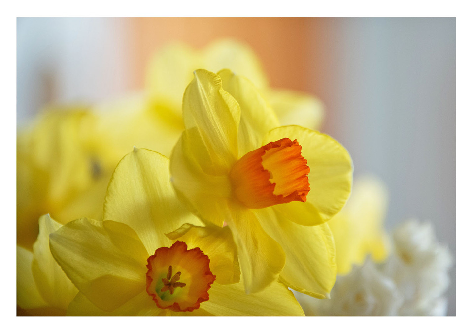 Colours of Spring | JMK | Blipfoto