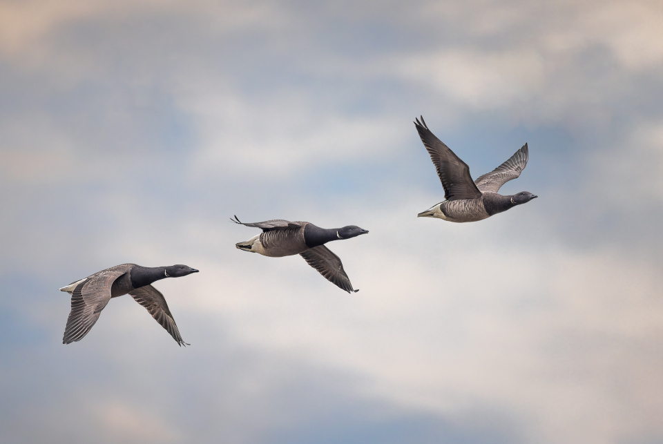 Three Flying... Geese | stevvi | Blipfoto