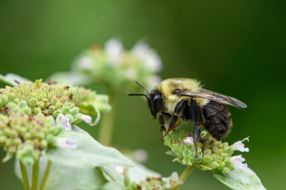 Bombus impatiens | dbifulco | Blipfoto