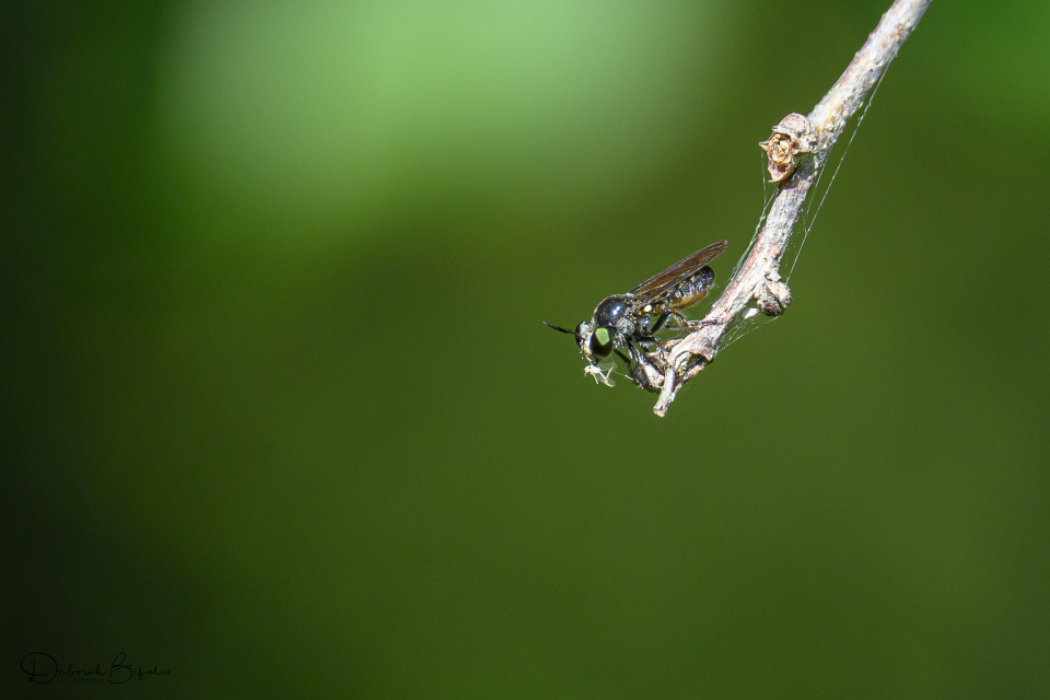 Micropanther | dbifulco | Blipfoto