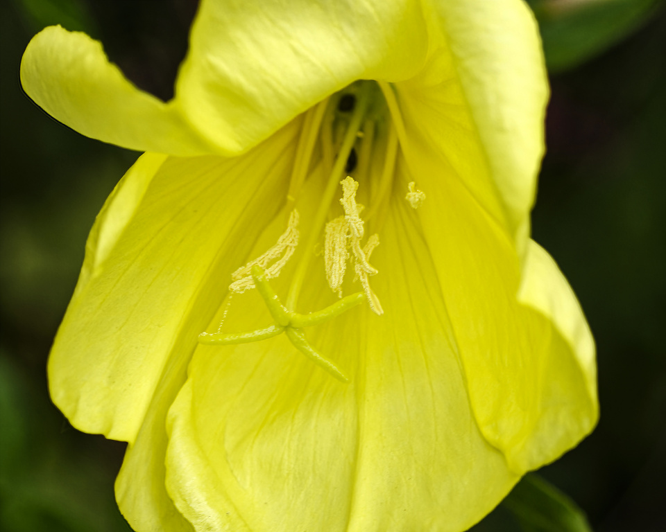 Evening Primrose. | Gilcrux | Blipfoto
