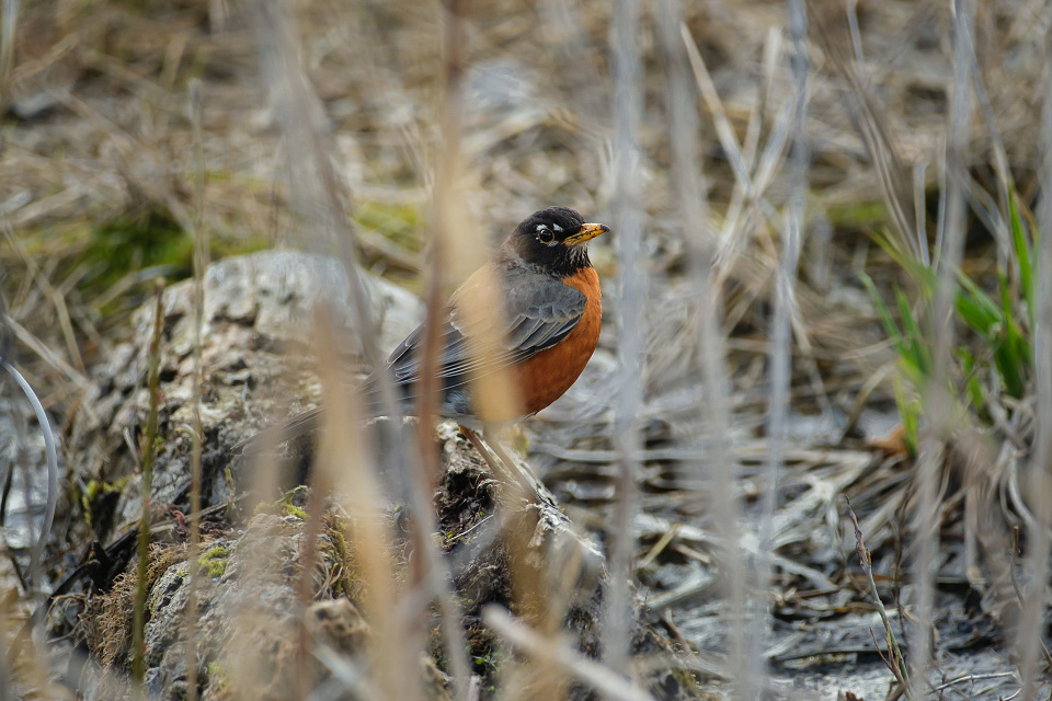 Obligingly | MikeWest | Blipfoto