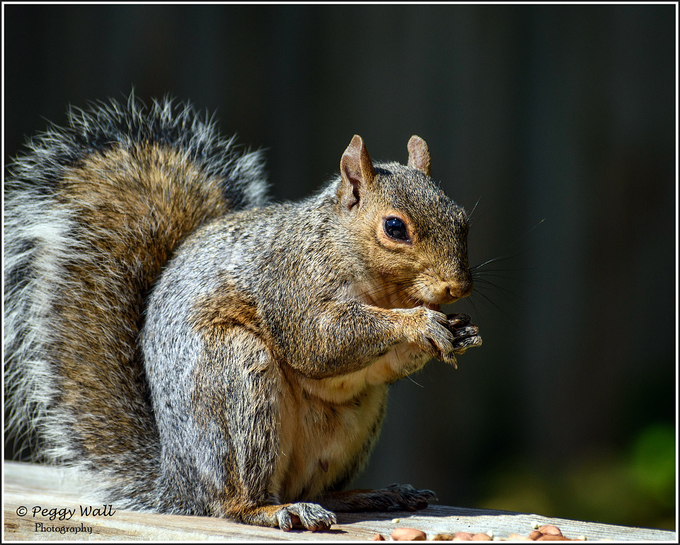 Wild Wednesday .... | SquirrelsEtc | Blipfoto