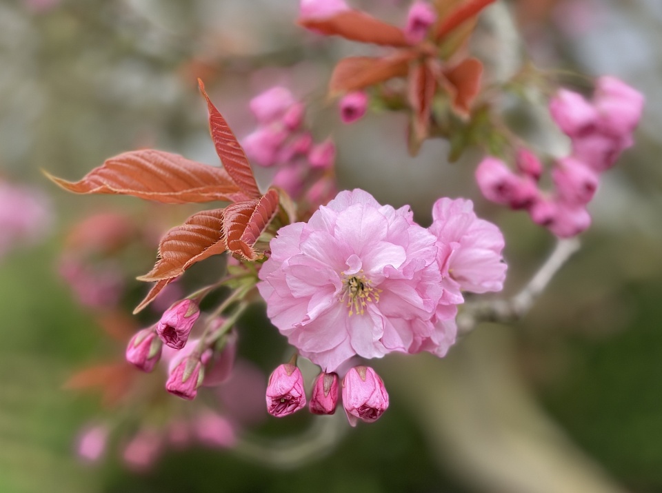 Cherry Blossom Time | StuartDB | Blipfoto