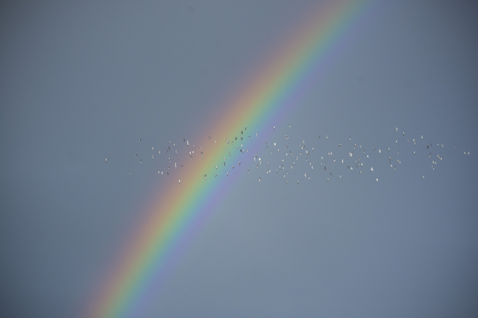 Rainbow & Pigeons | youoregon1 | Blipfoto