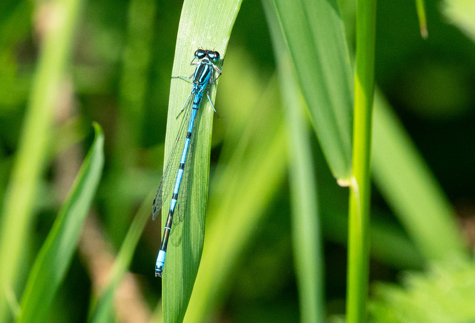 A Common Blue Damselfly | john39 | Blipfoto