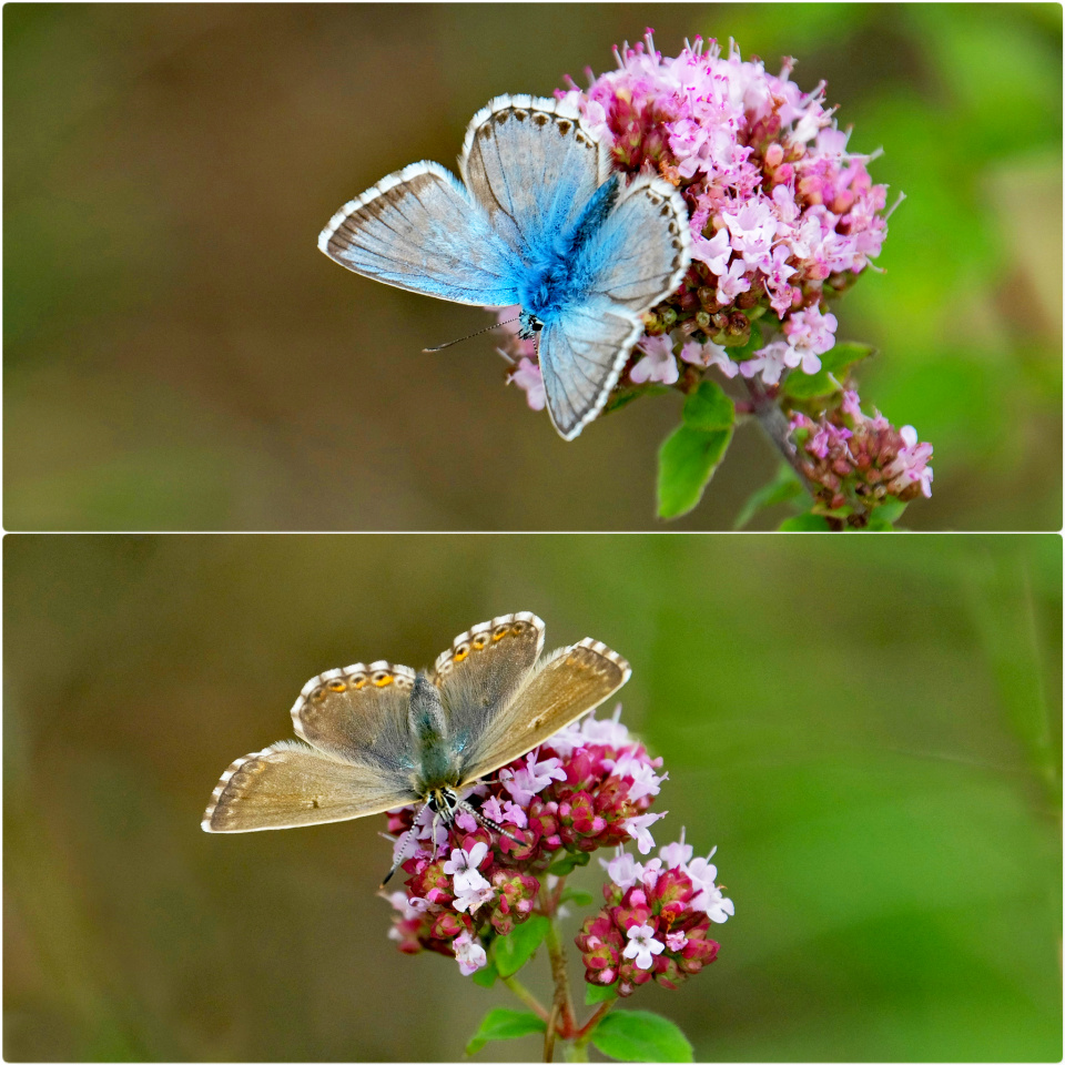 My butterfly summer | Miranda1008 | Blipfoto