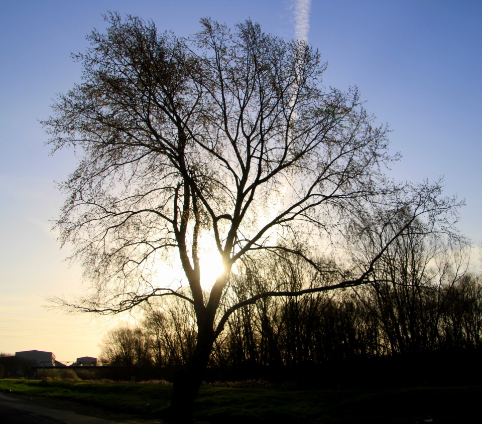 Early Morning Tree | LincolnWarrior | Blipfoto