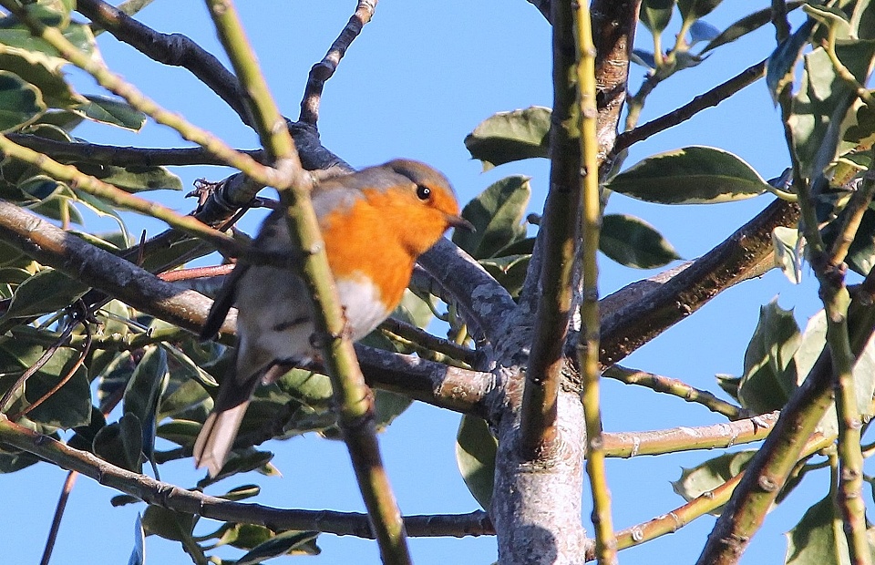 ROBIN ENJOYINS THE SUNSHINE | sunflower | Blipfoto