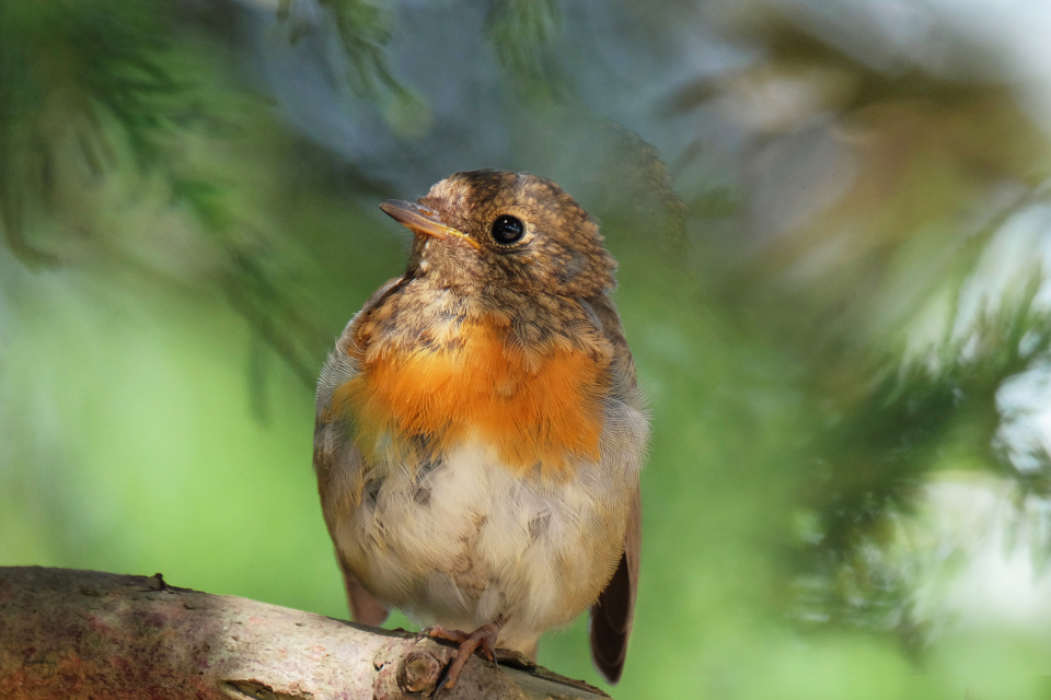 Adolescent robin | Miranda1008 | Blipfoto