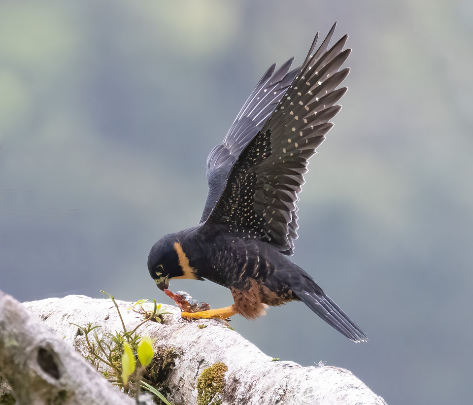 Bat Falcon | Hillyblips | Blipfoto