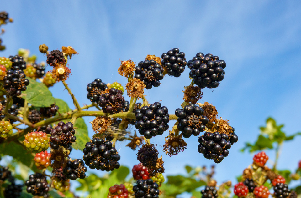 Blackberries | madwill | Blipfoto