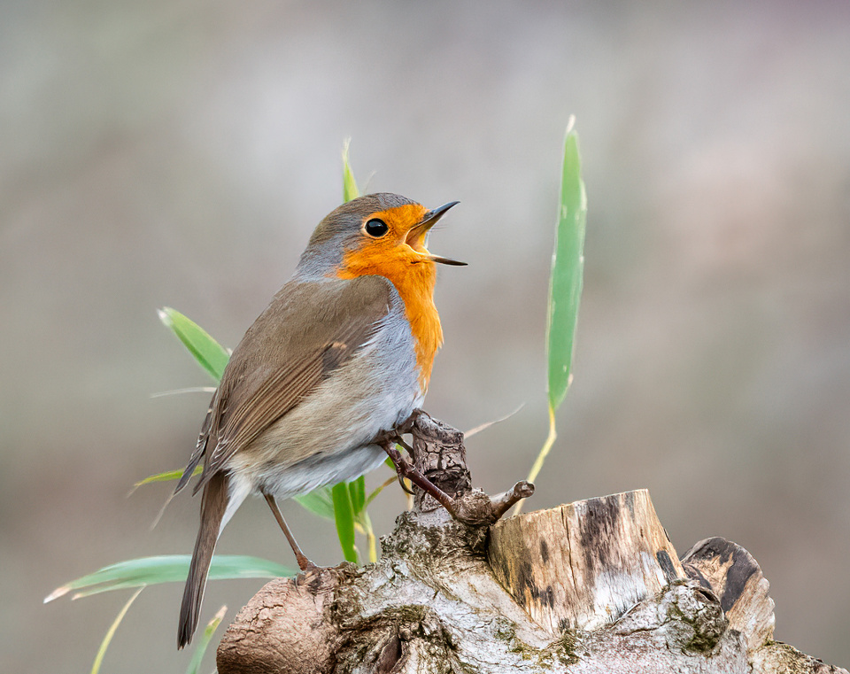 Robin | AH14 | Blipfoto