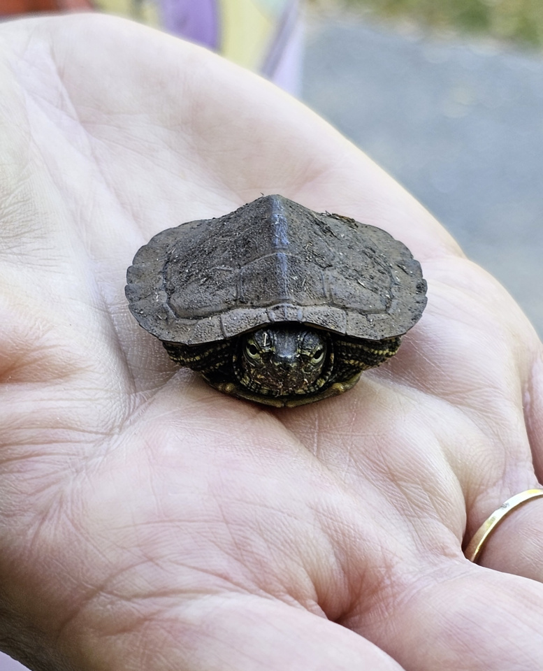 For Tiny Tuesday | bugsman | Blipfoto