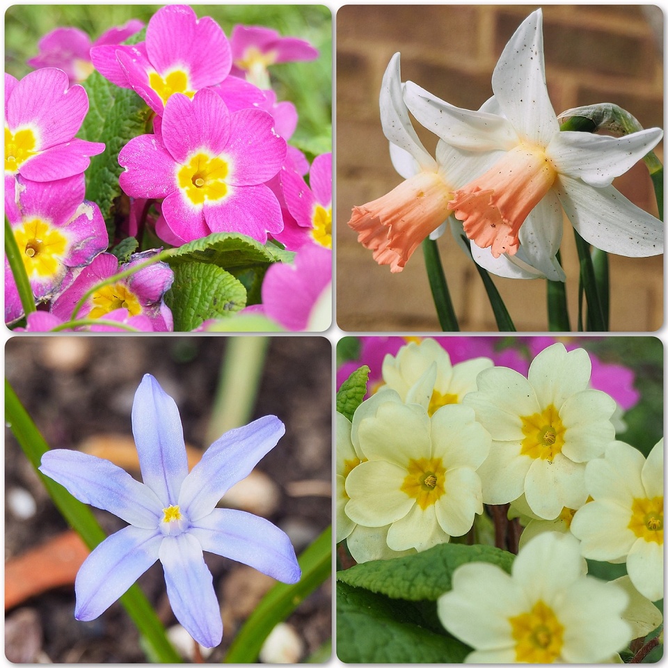 Spring Flowers | JohnRH | Blipfoto