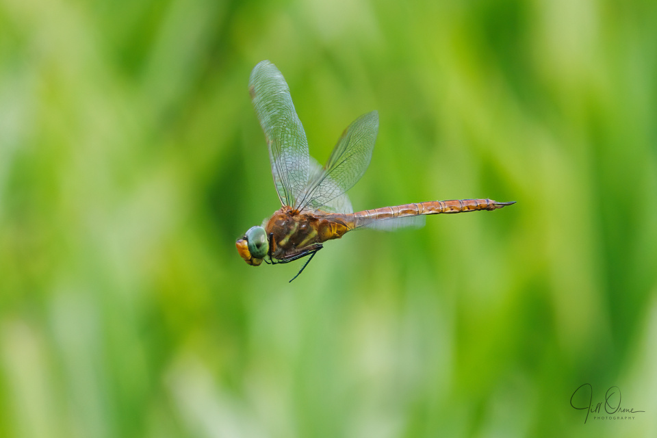 Number 25 | JDO | Blipfoto