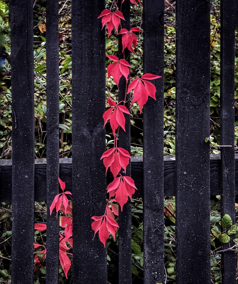 Creeping up. | Technophobe | Blipfoto